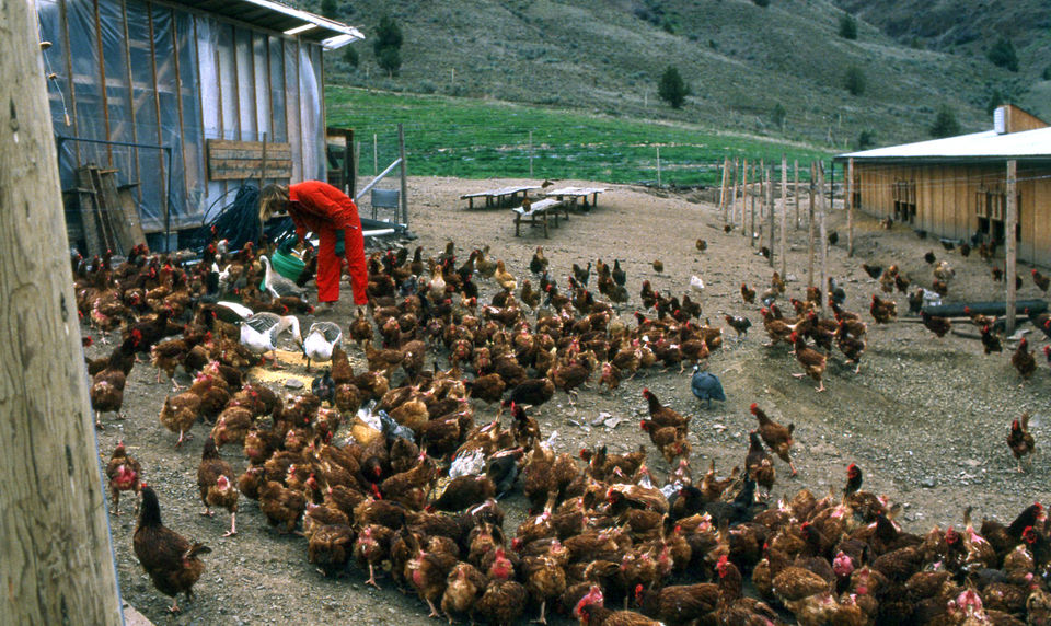 The Rajneeshees in Oregon: Photos through the years - oregonlive.com