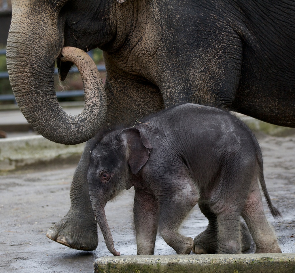 Lily the Asian Elephant dies at the Oregon Zoo - oregonlive.com