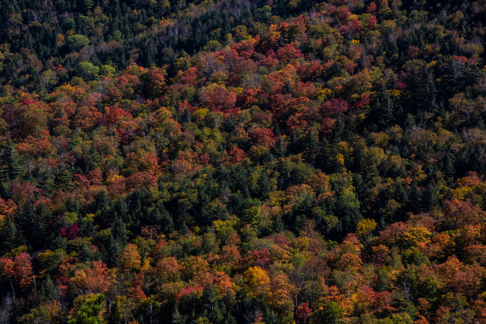 Peak colors explode in the Adirondacks - syracuse.com