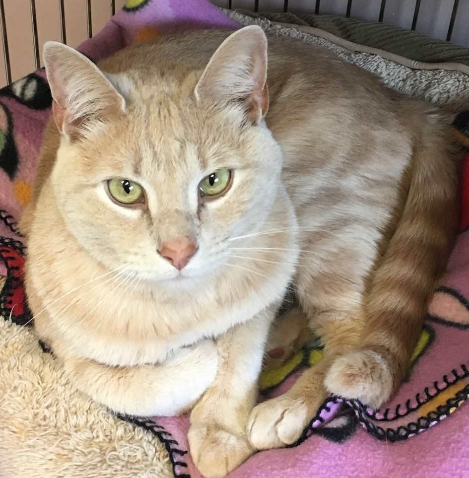 Adopt 19 irresistible pets on Staten Island this weekend: June 15-16 ...