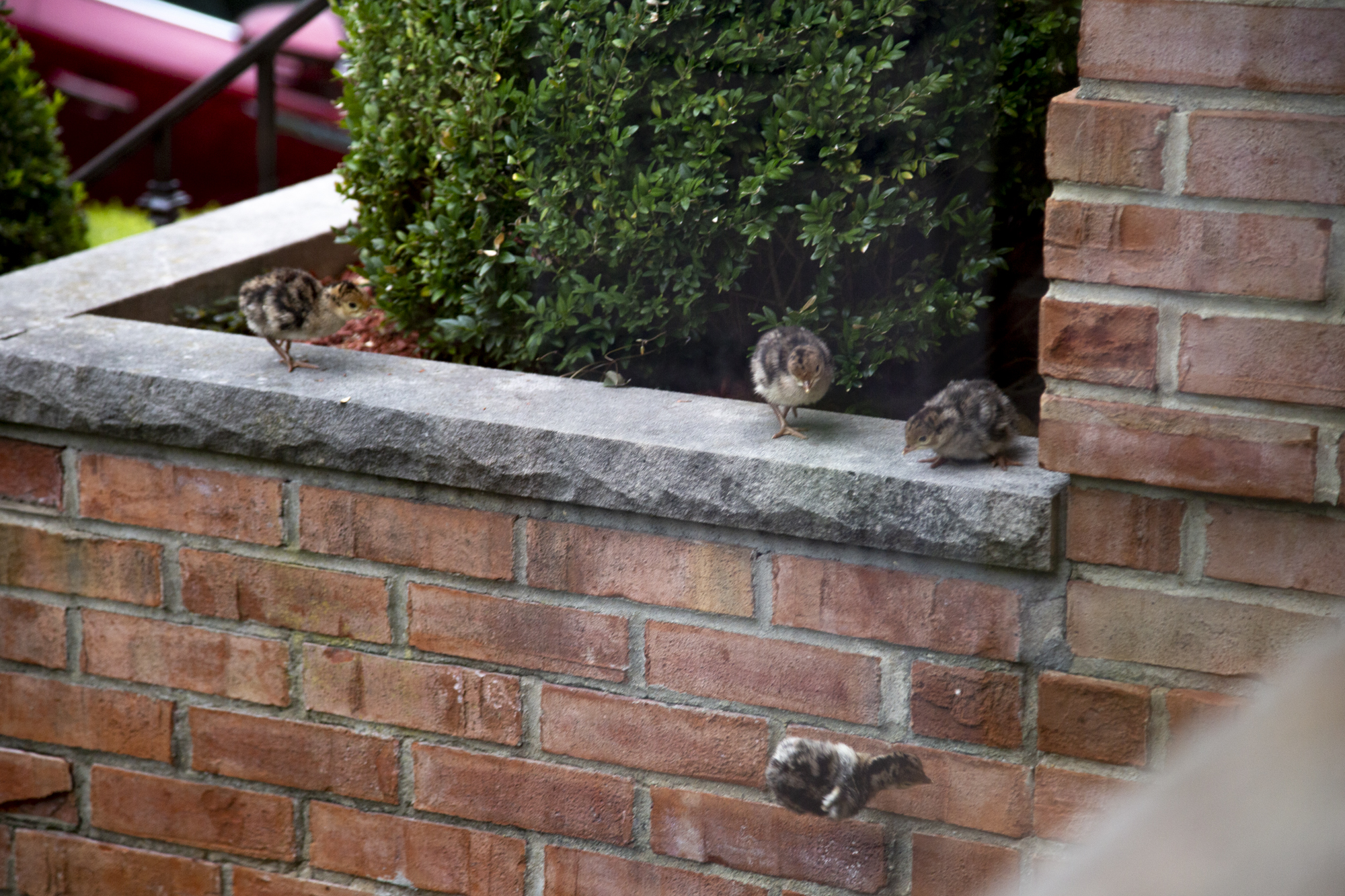 Newly hatched eggs from Tina the Todt Hill Turkey jump to survive ...