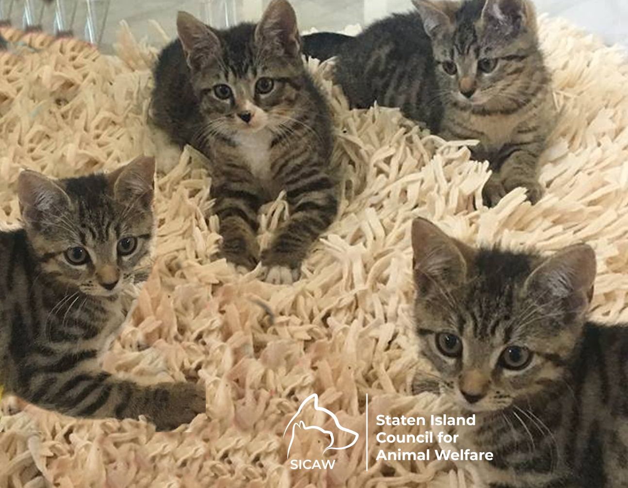 27 of the cutest rescue pets you can adopt this weekend on Staten ...