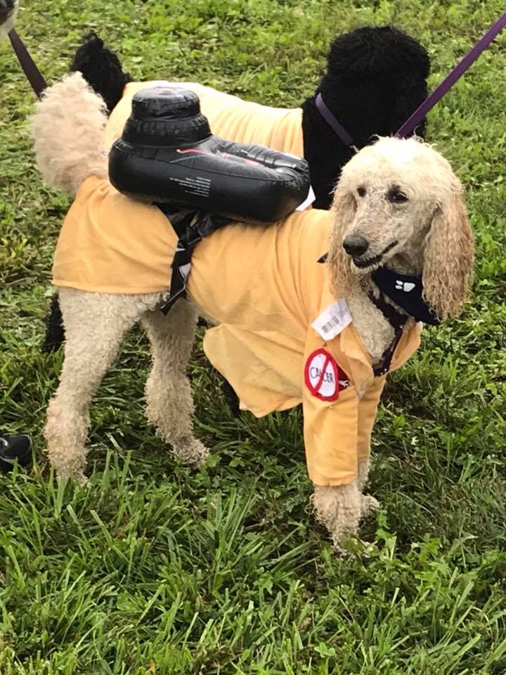 5K run with dogs helps raise funds to fight cancer - mlive.com
