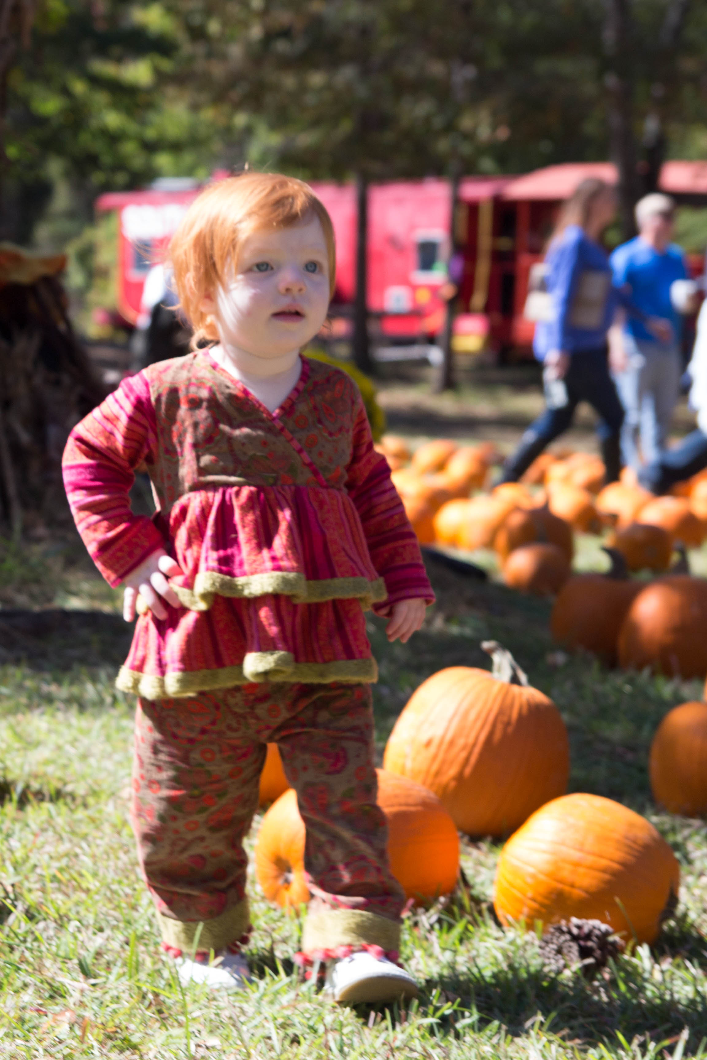 Pumpkin Patch Express in Calera - al.com