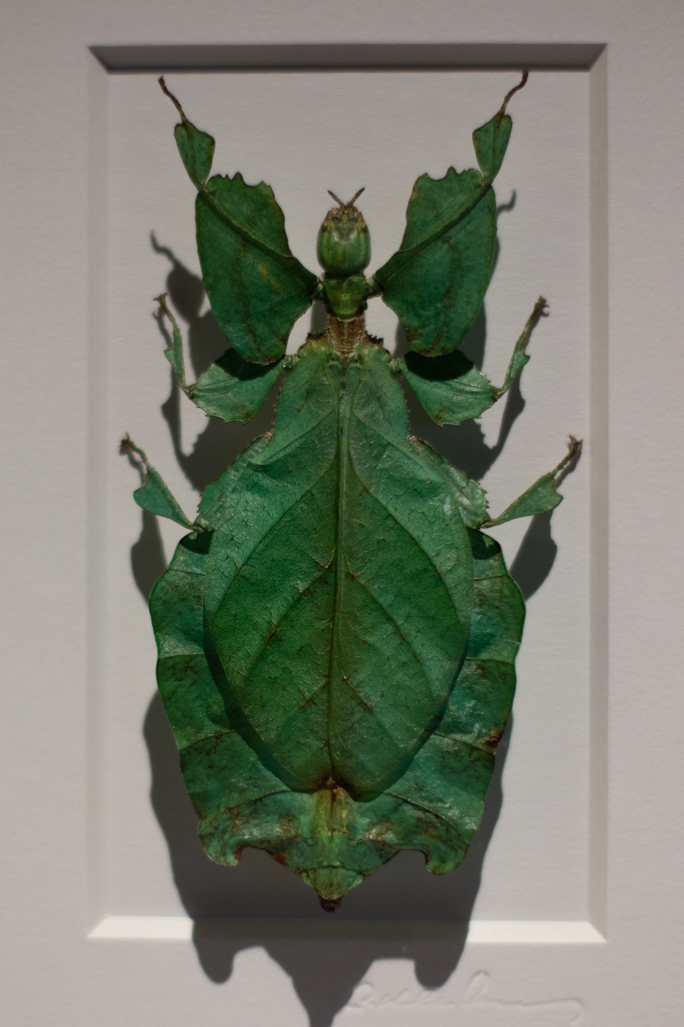 OMSI exhibit Exquisite Creatures by Oregon native Christopher Marley ...