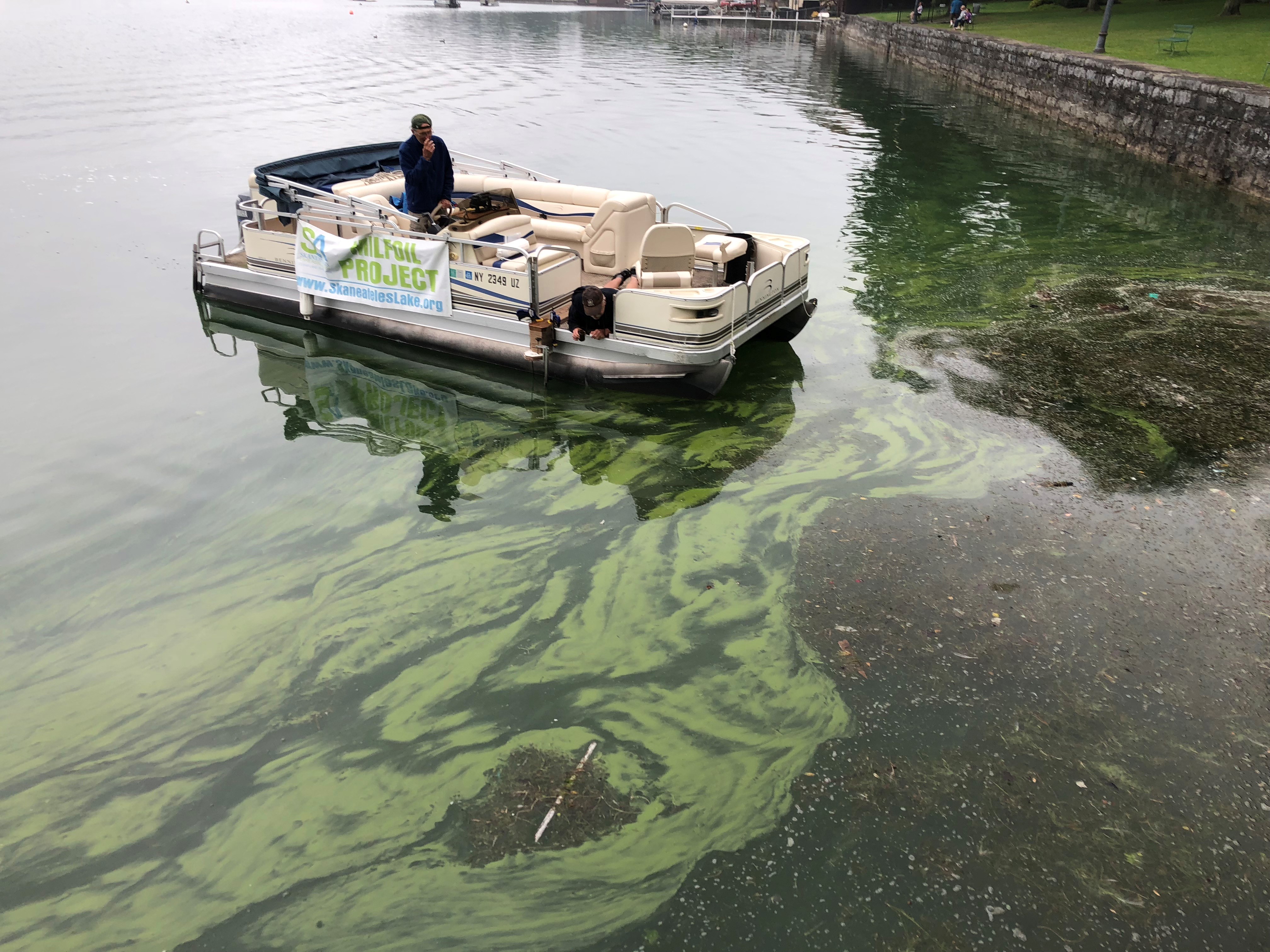 More than 100 toxic algae blooms reported in New York state (chart)