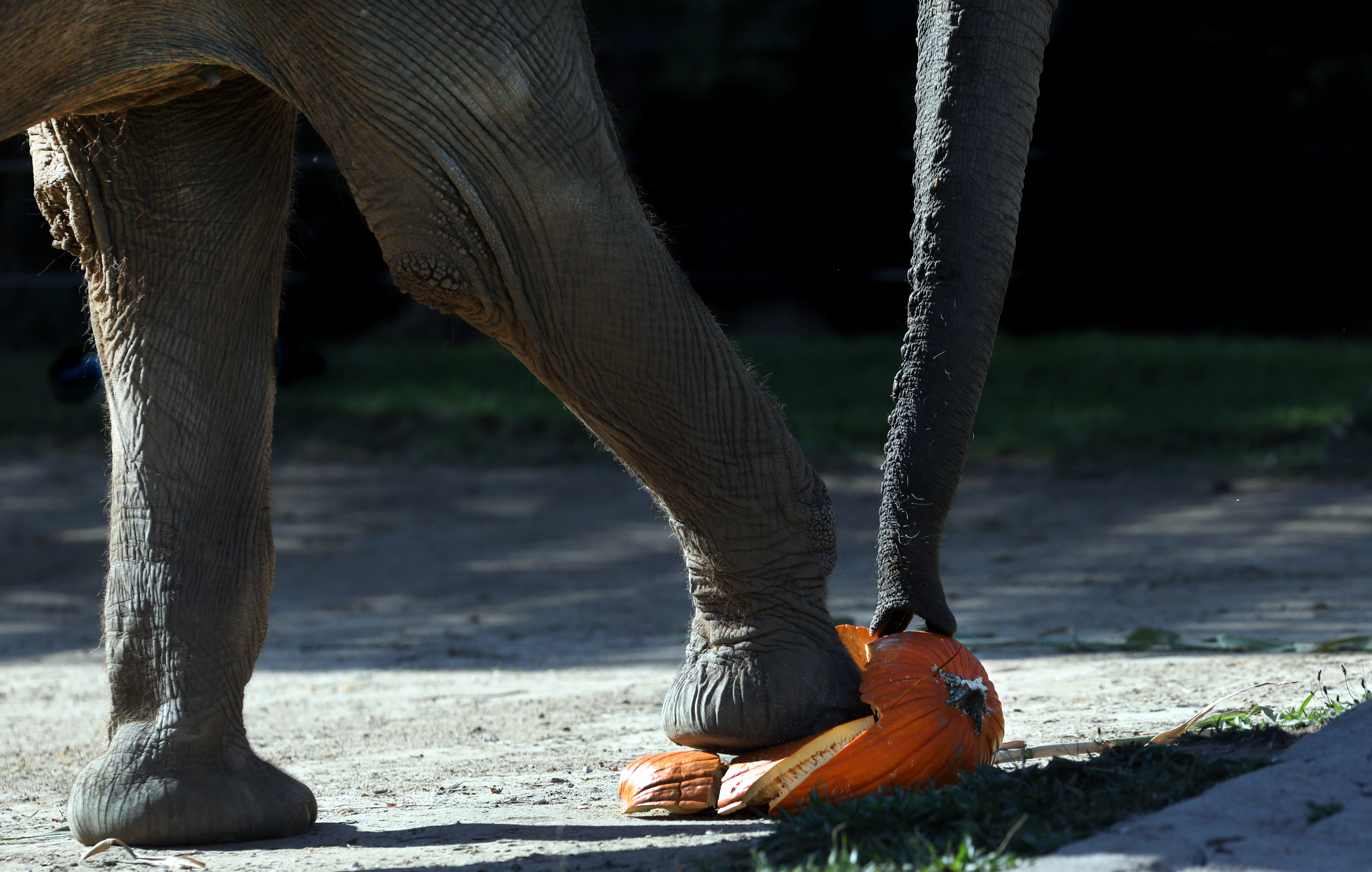Boo at the Zoo kicks off with pumpkins for elephants - cleveland.com