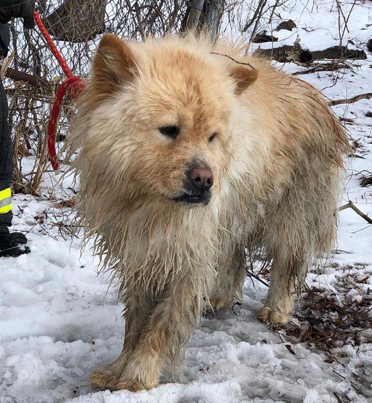 Compass the dog gets rescued - masslive.com