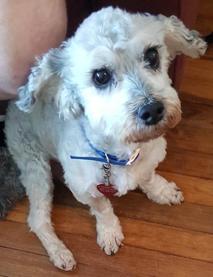 You can adopt 28 remarkable pets on Staten Island this weekend: Sept ...