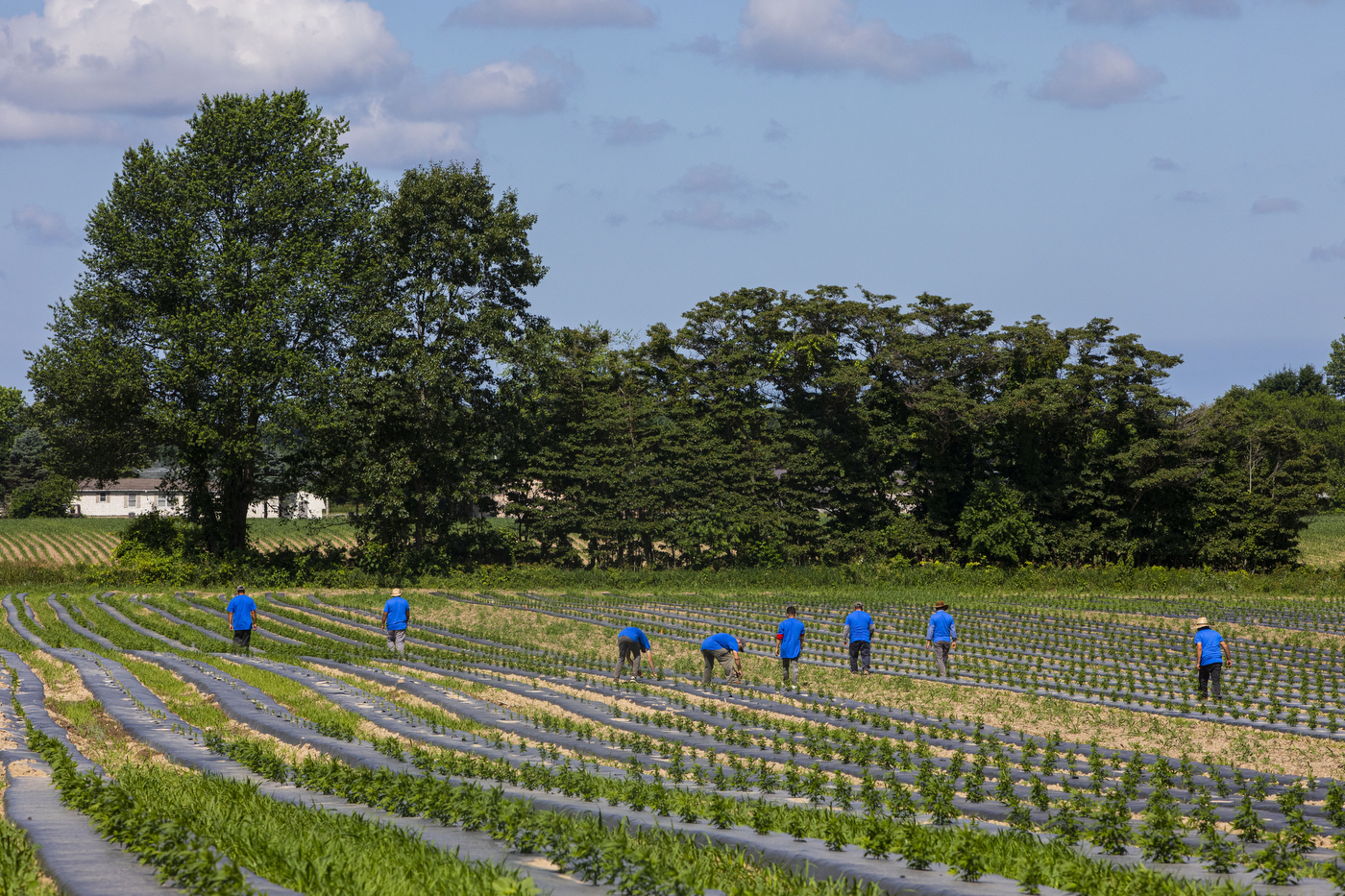 Paw Paw Hemp Company - mlive.com