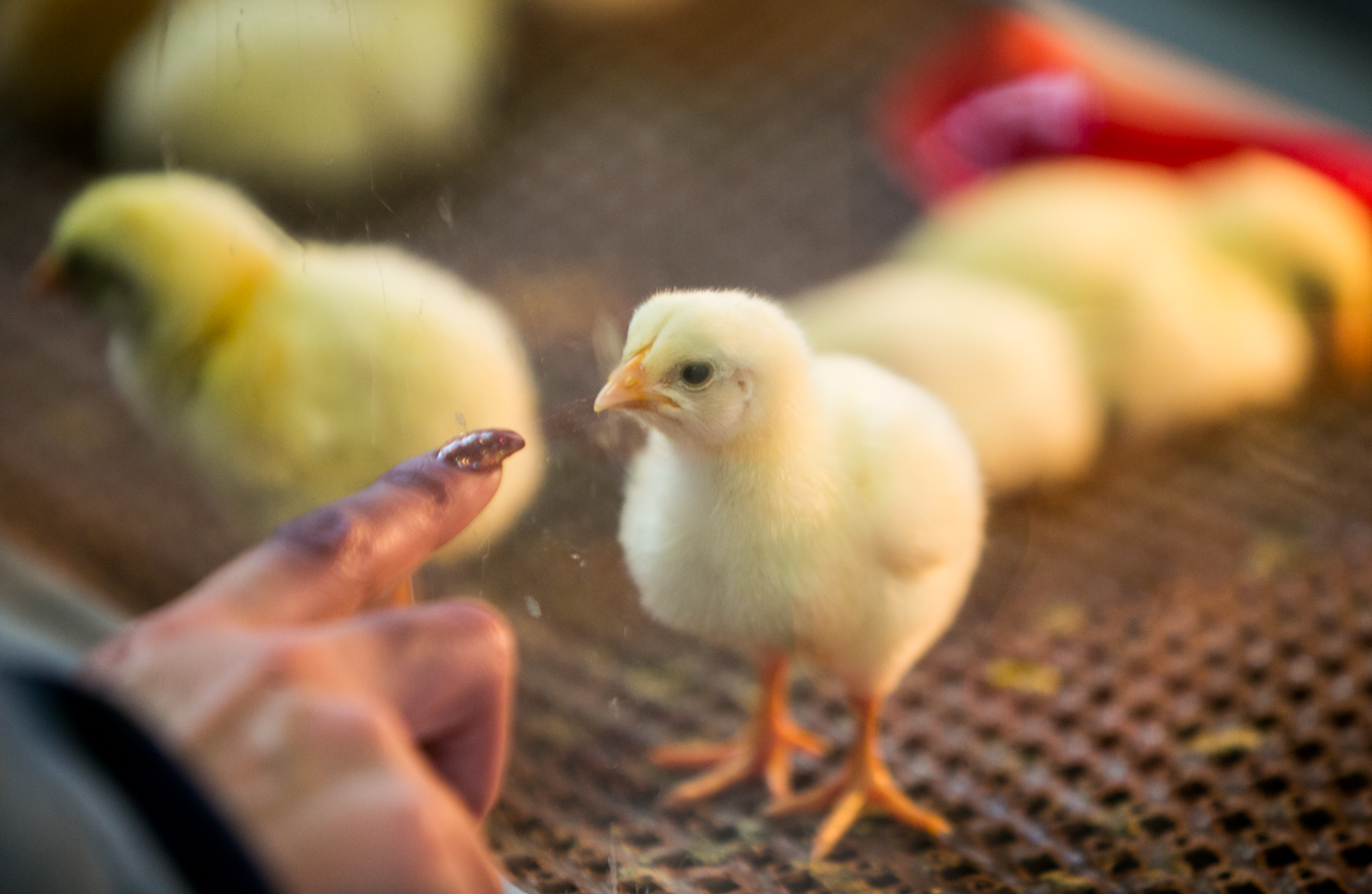 2019 Pa. Farm Show: Day 5 - pennlive.com