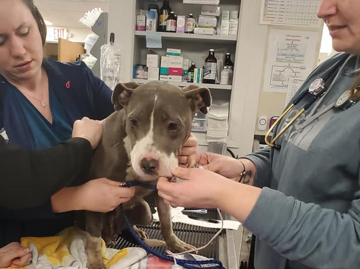 Pit bull rescued from rubble of exploded house - mlive.com