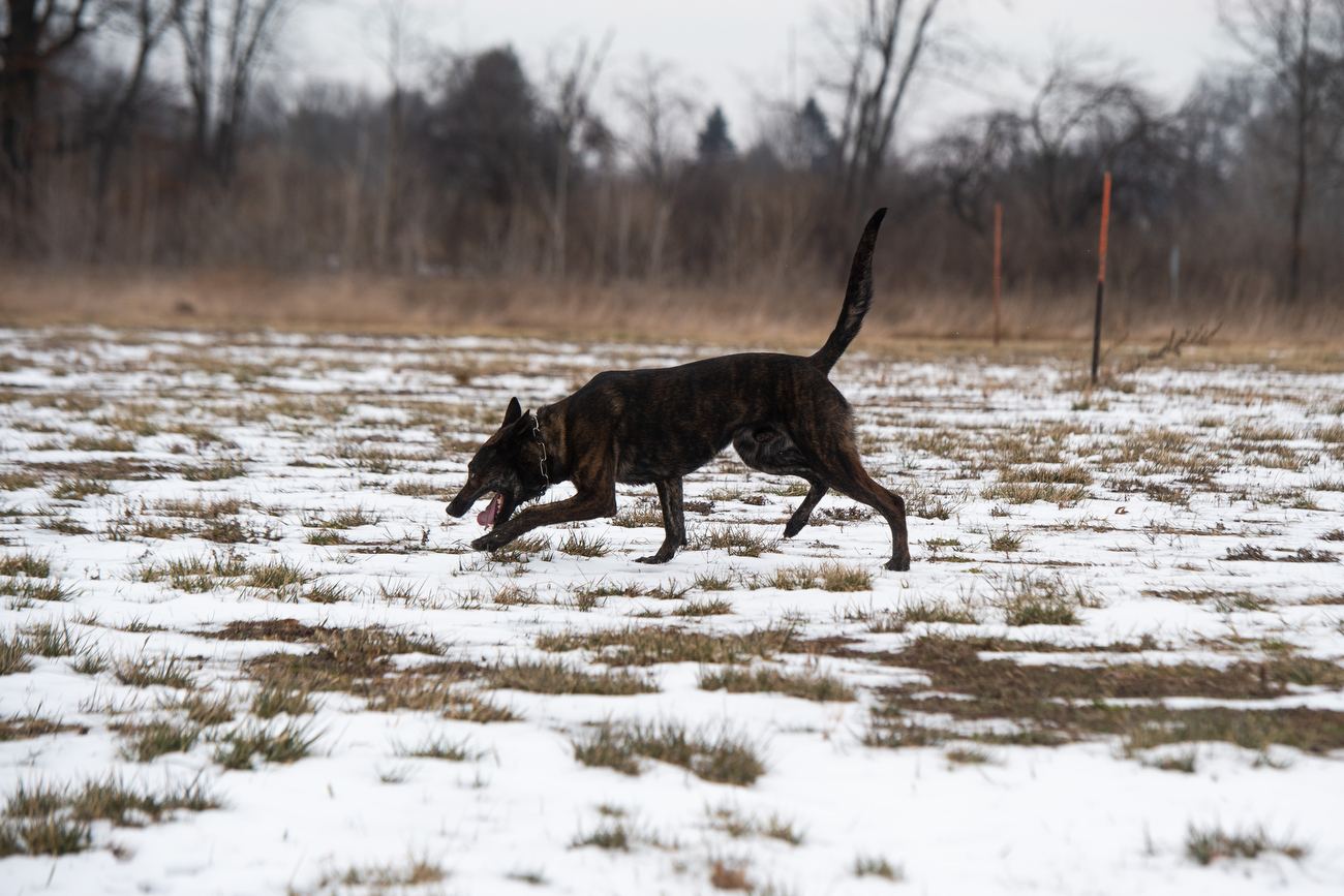 Washtenaw County Sheriff's Deputy Sean Urban trains with K9 Dutch ...
