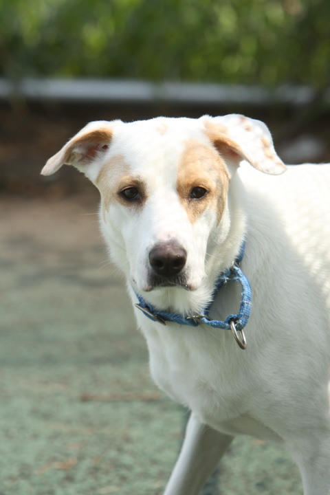 Hurricane Dorian Animals at Liberty Humane Society - nj.com