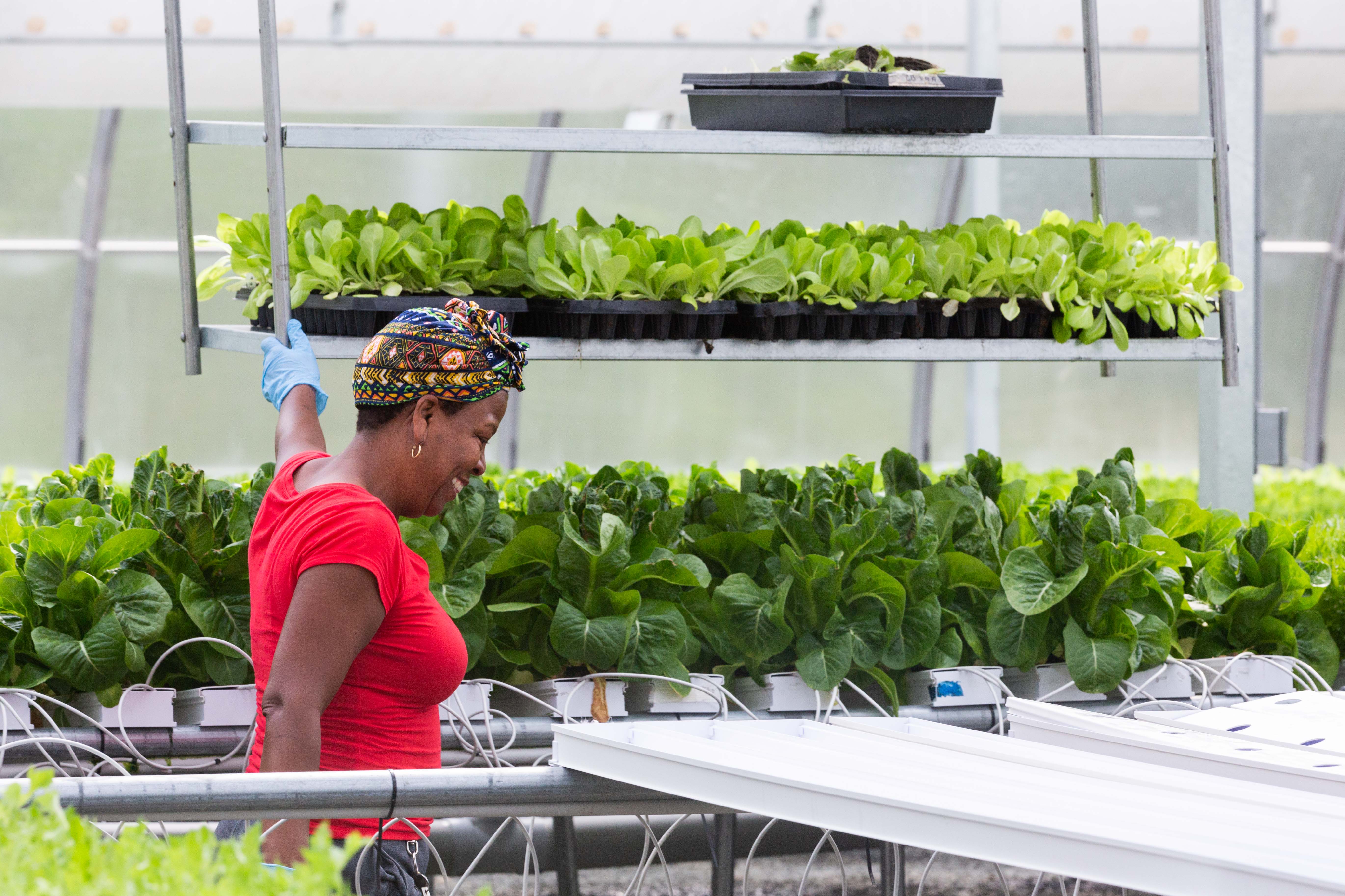 Wellspring Harvest greenhouse in Indian Orchard celebrates its first ...
