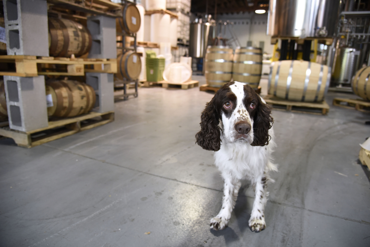 Ann Arbor Distillery Co. distills whiskey - mlive.com