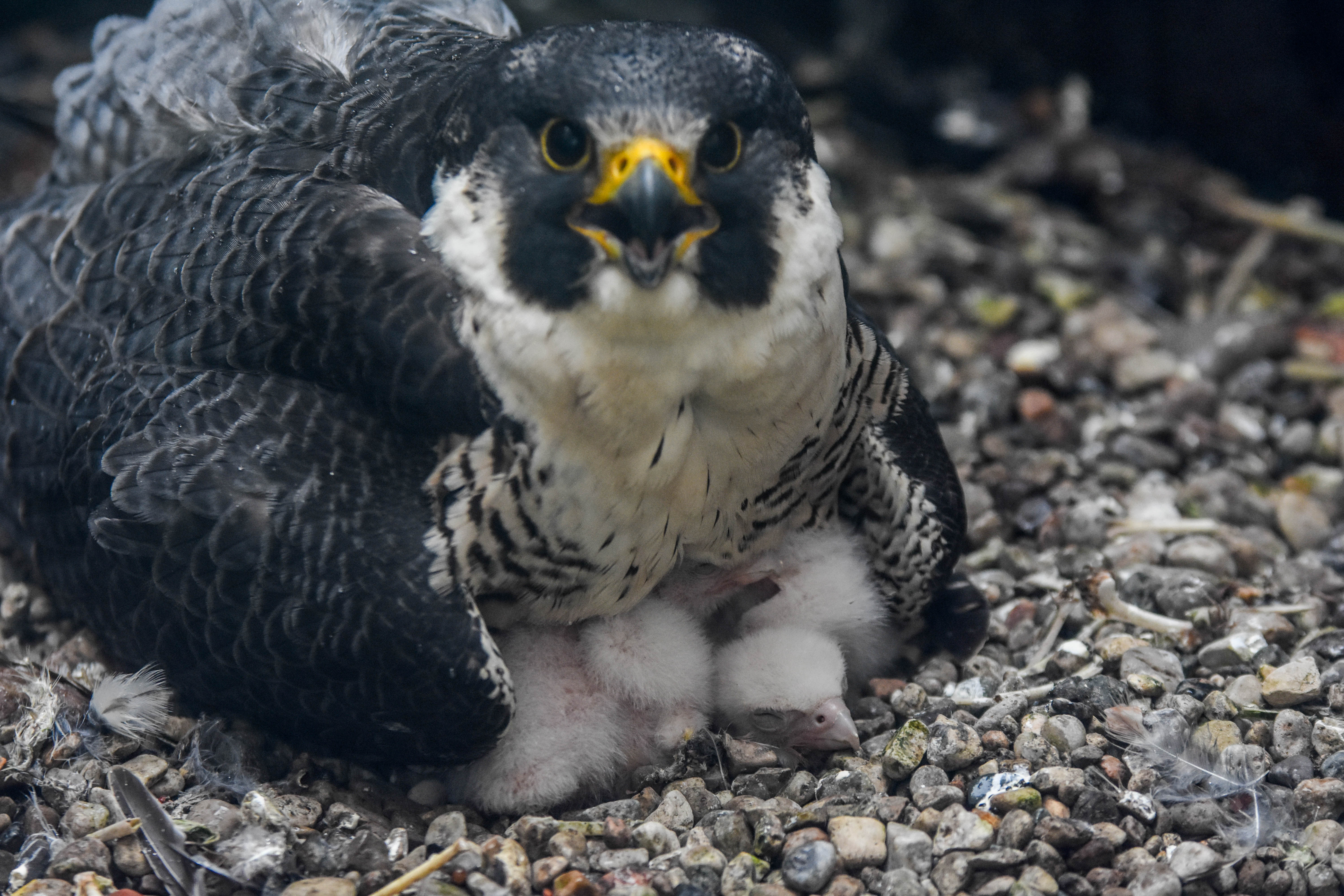 Baby peregrine falcons atop the Jackson County Tower Building - mlive.com