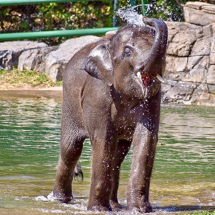 Elephants at The Rosamond Gifford Zoo at Burnet Park in Syracuse ...