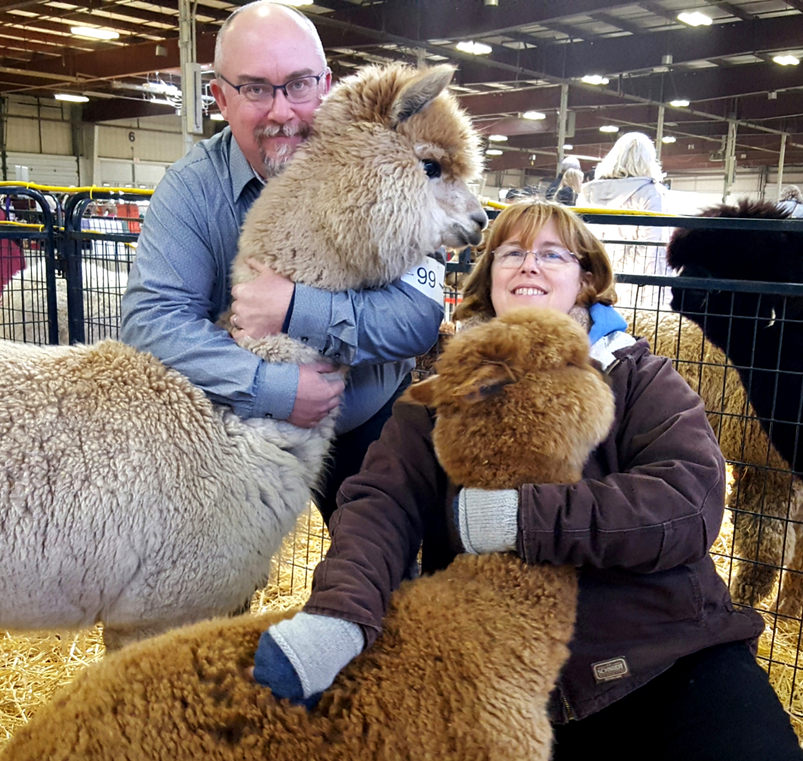 Seen@ North American Alpaca Show on the grounds of the Big E - masslive.com