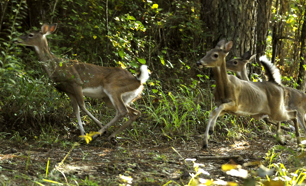 Bucks, does and fawn photographed in Alabama - al.com