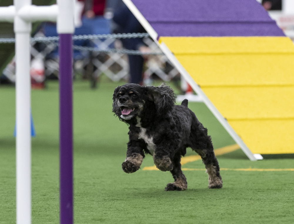 The 2019 USDAA Mid-Atlantic Dog Agility Showcase - pennlive.com