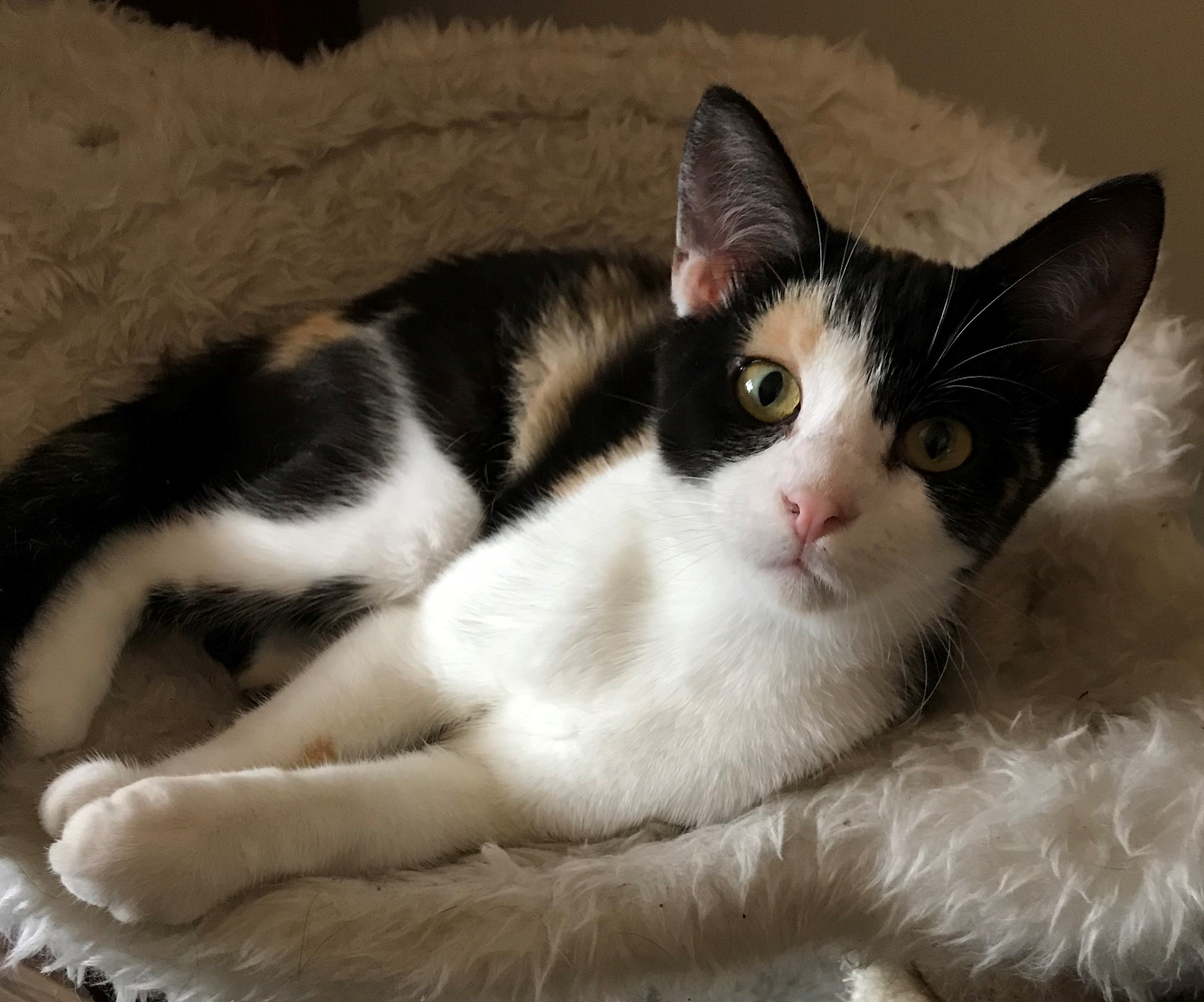 Adopt 13 super cute rescued pets on Staten Island this weekend: April ...