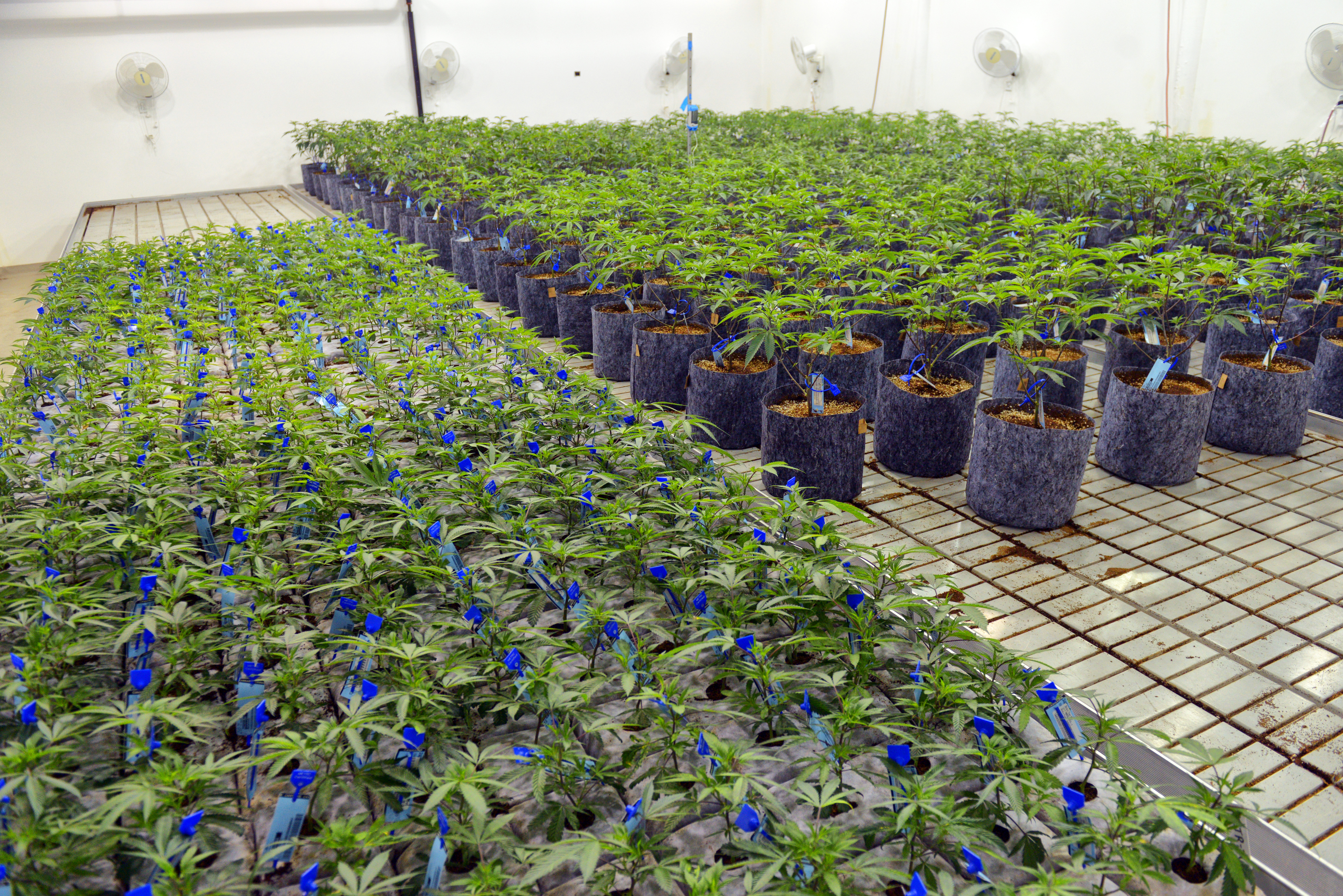Behind the scenes at INSA, Easthampton's marijuana dispensary ...