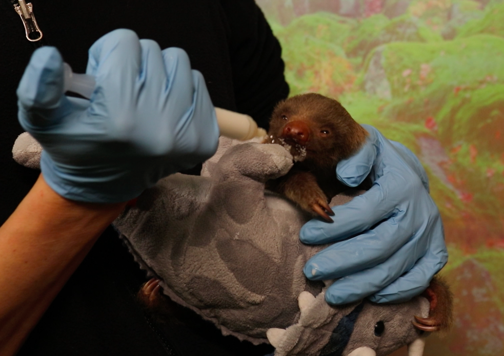 Meet Pancakes, the newborn sloth at the Staten Island Zoo - silive.com