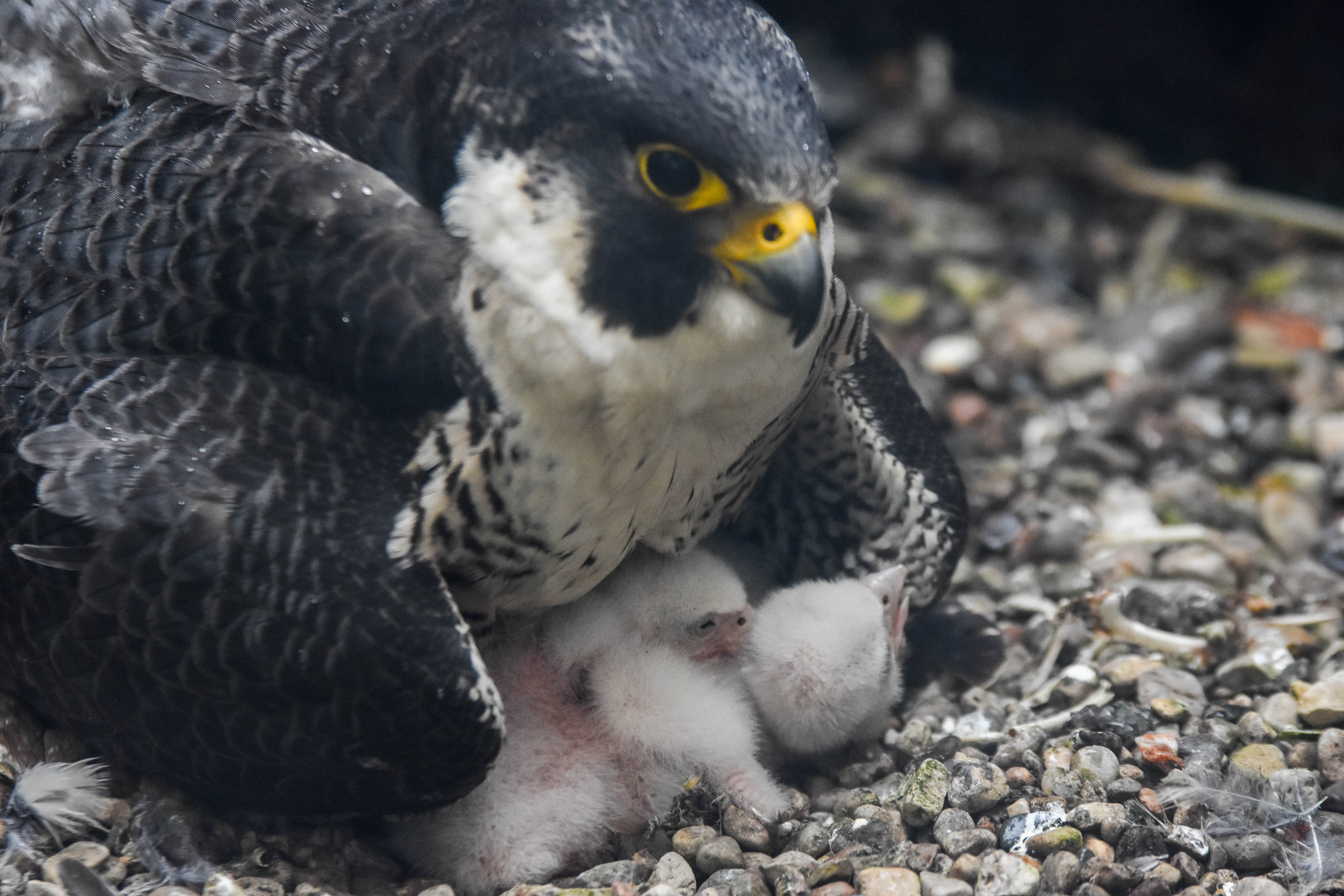 Baby peregrine falcons atop the Jackson County Tower Building - mlive.com