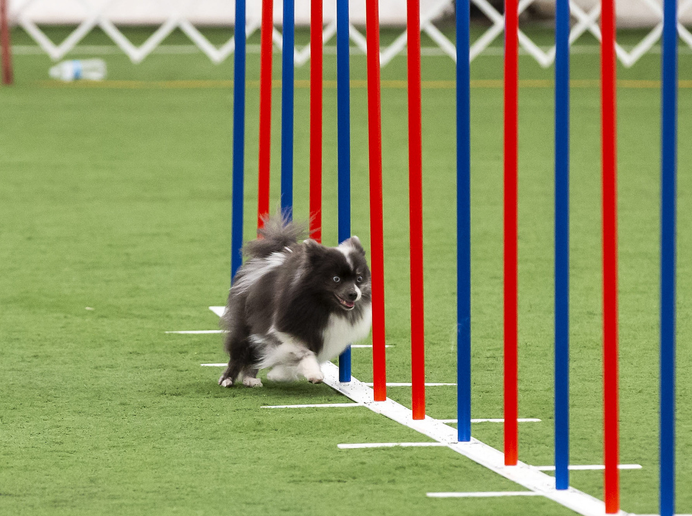 The 2019 USDAA Mid-Atlantic Dog Agility Showcase - pennlive.com
