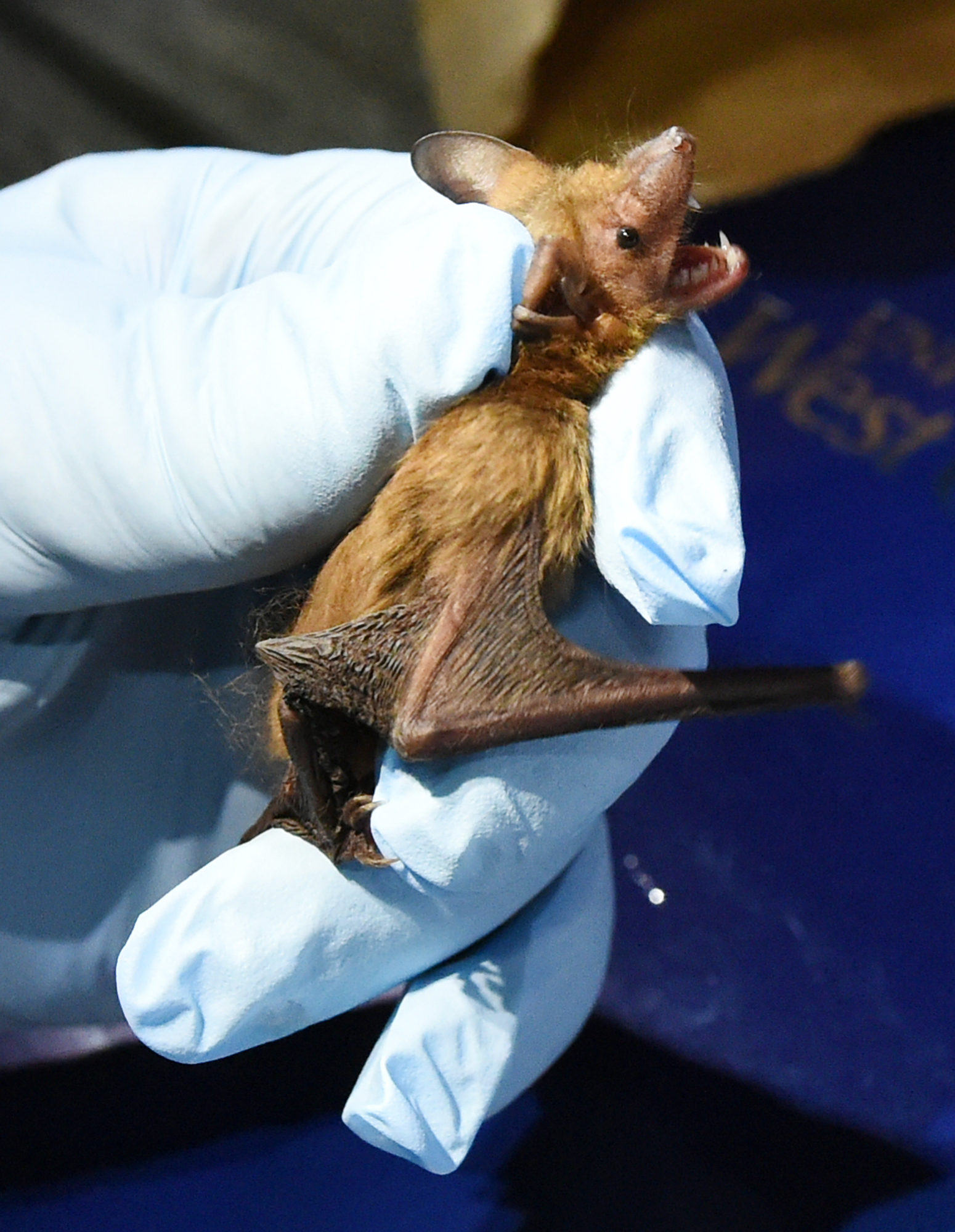 Ruffner Mountain bat research - al.com