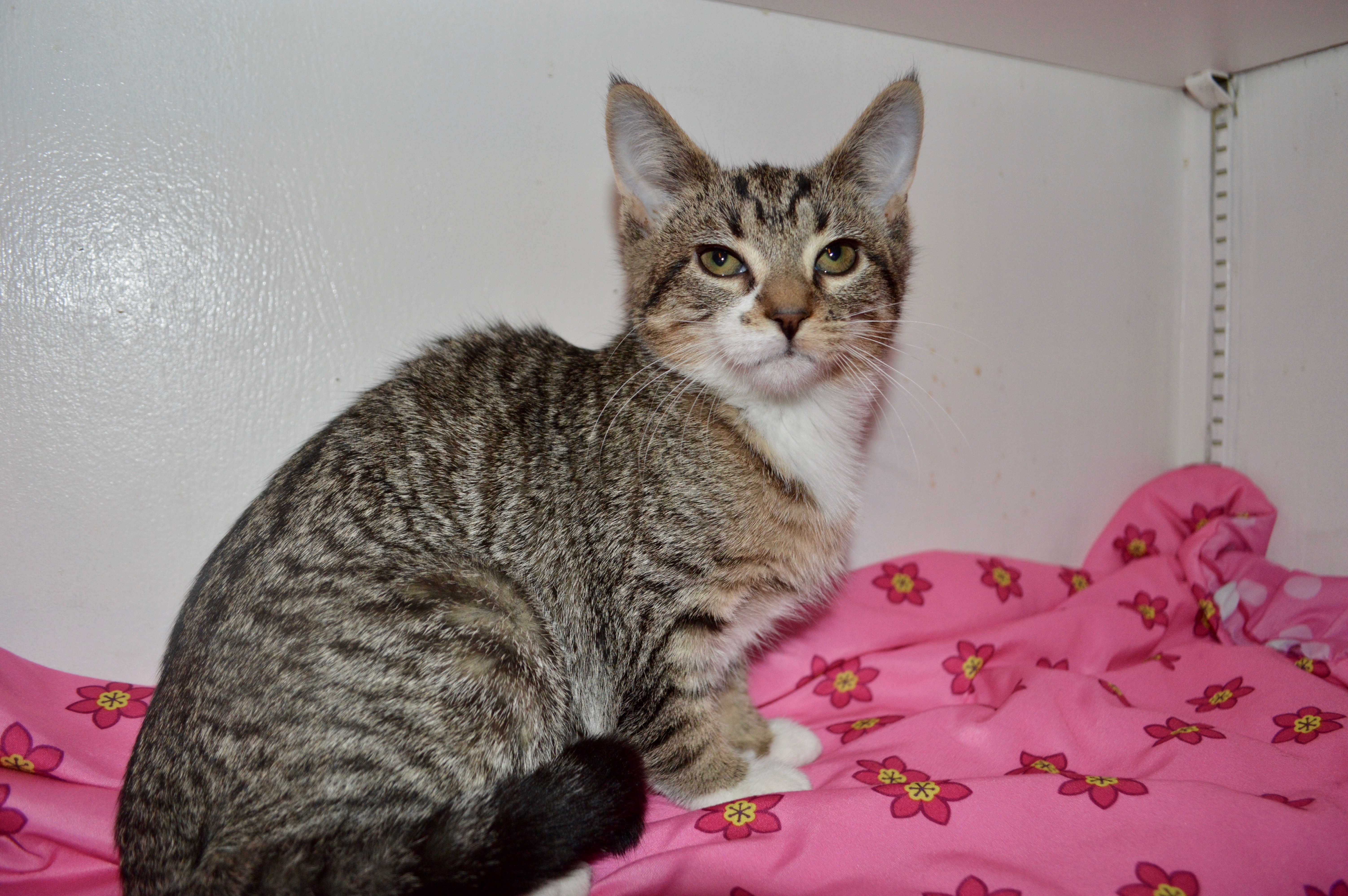 14 super cute rescue pets you can adopt this weekend on Staten Island ...