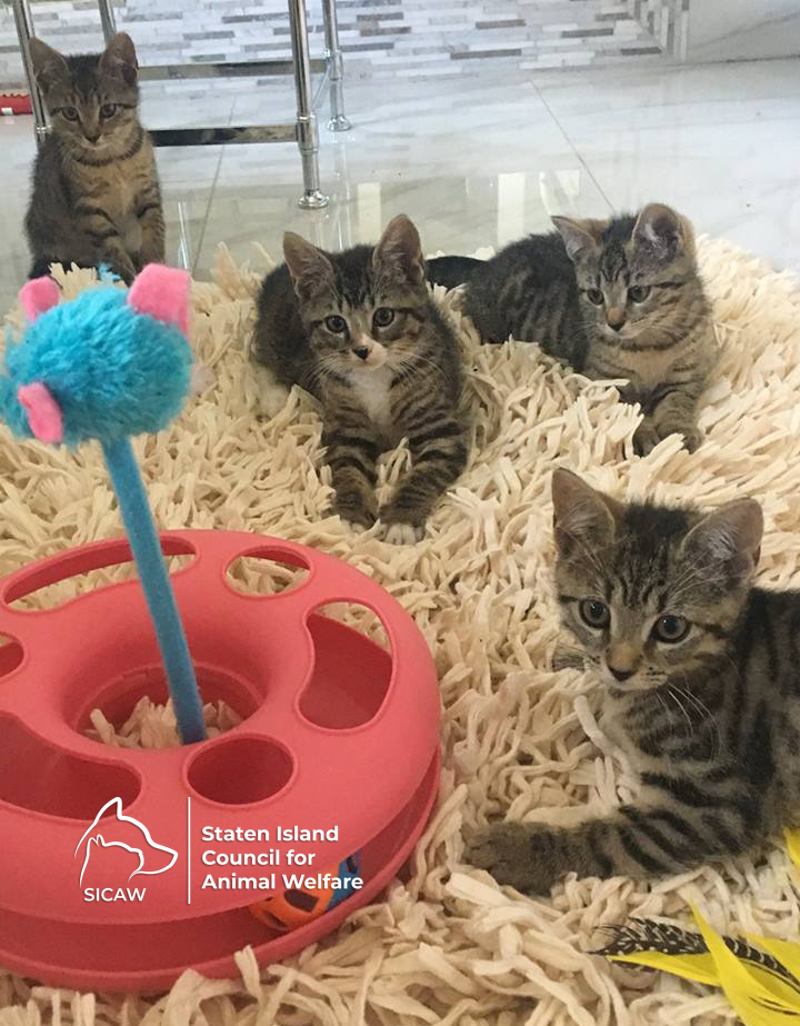 14 super cute rescue pets you can adopt this weekend on Staten Island ...