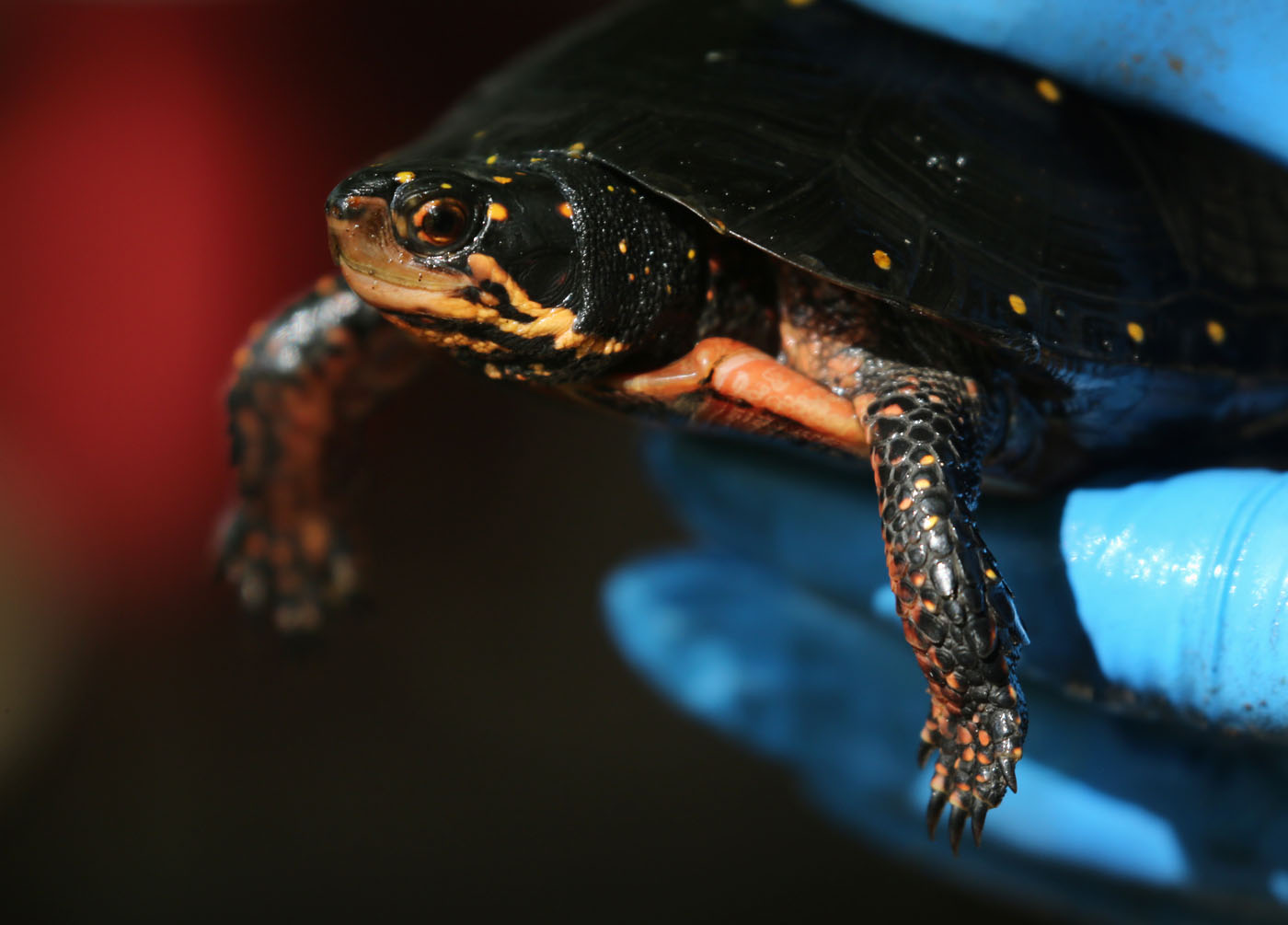 Aquarium works to save spotted turtle population - cleveland.com