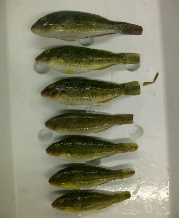 Tropicalization - al.com