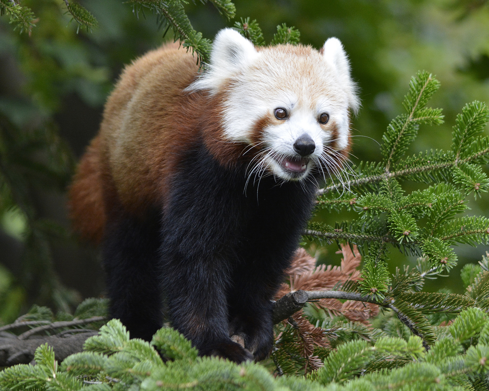 Detroit Zoo shows off expanded Red Panda exhibit after $500K donation ...