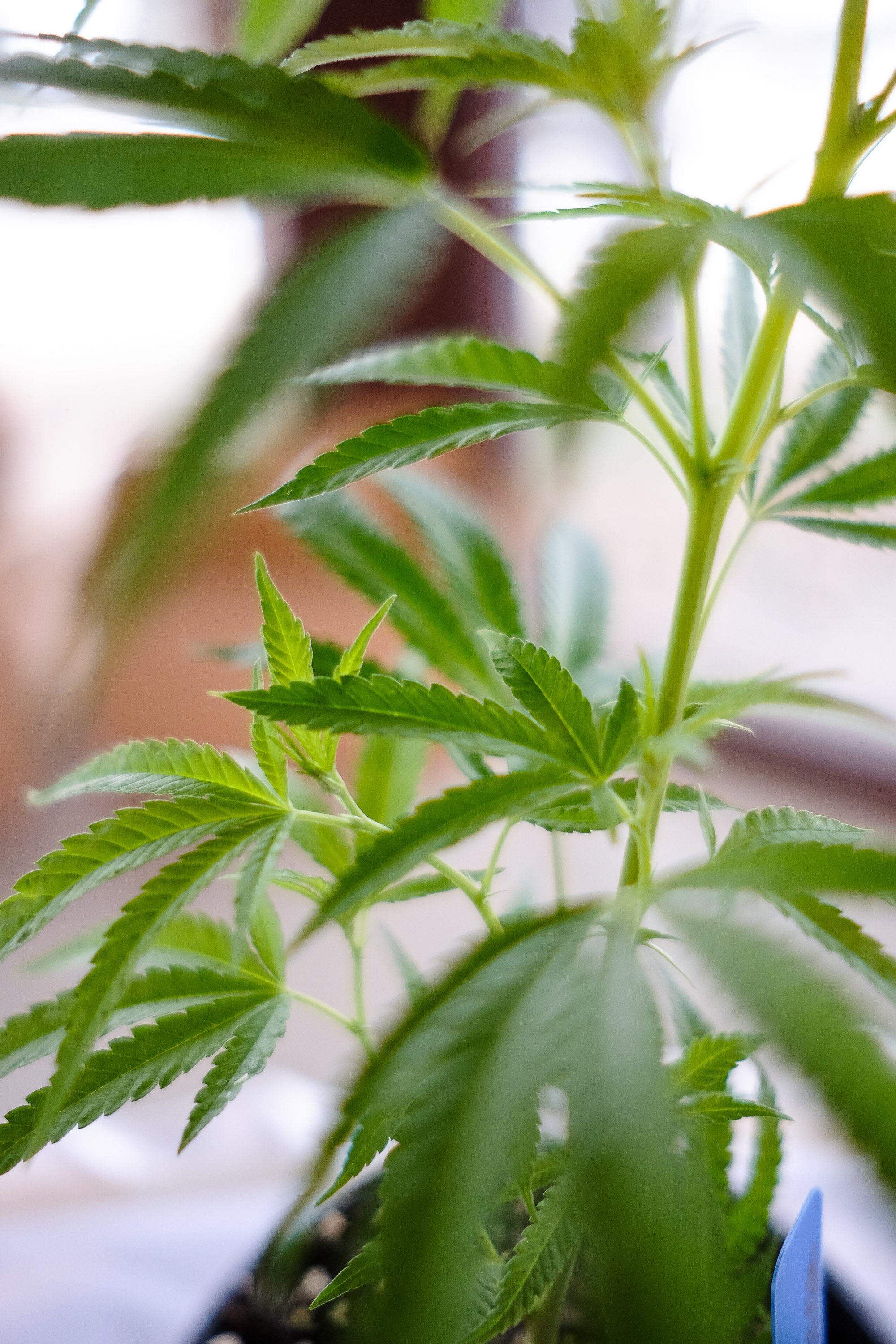 Hemp growers and trade organization reps discuss industry future - mlive.com