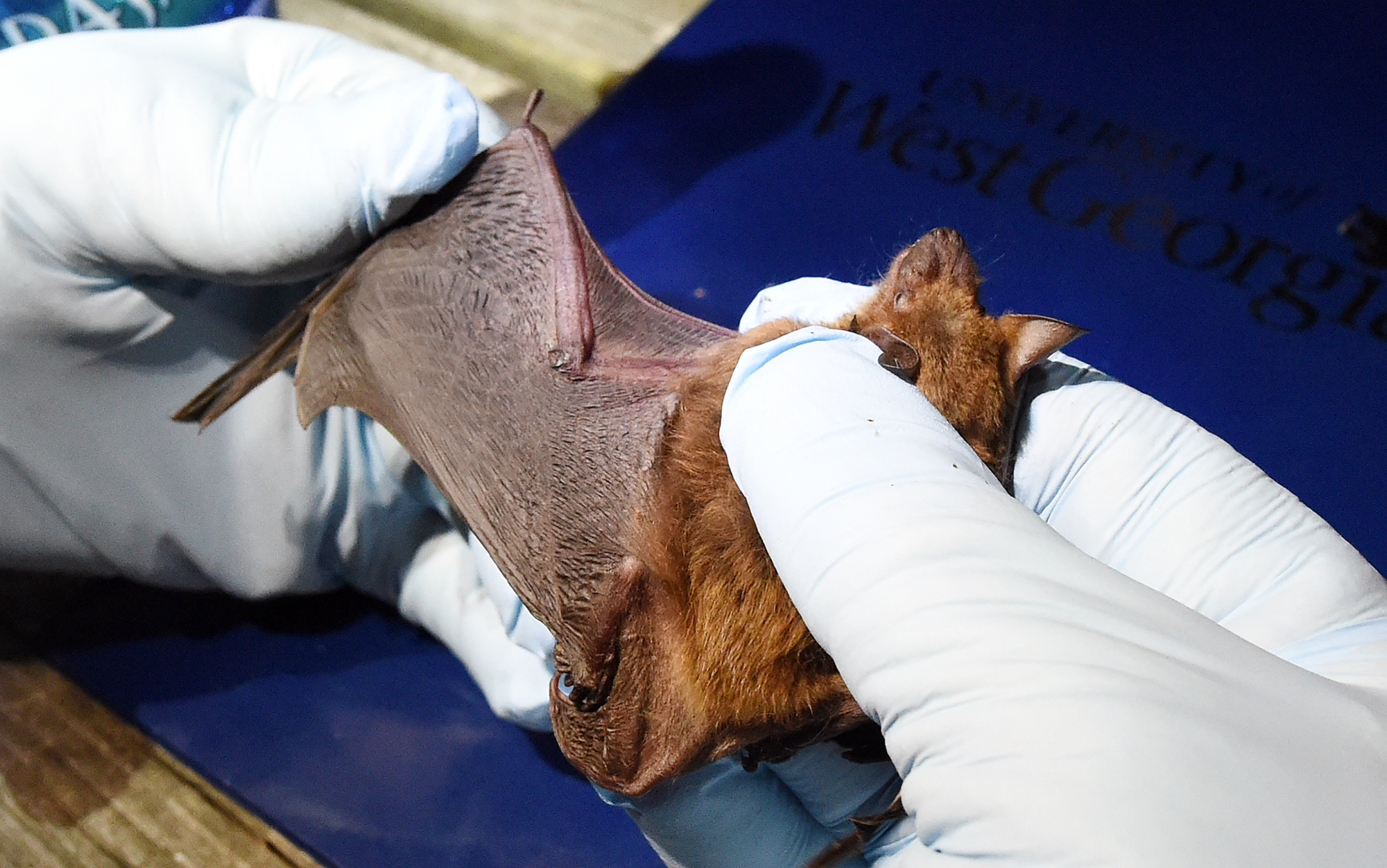 Ruffner Mountain bat research - al.com