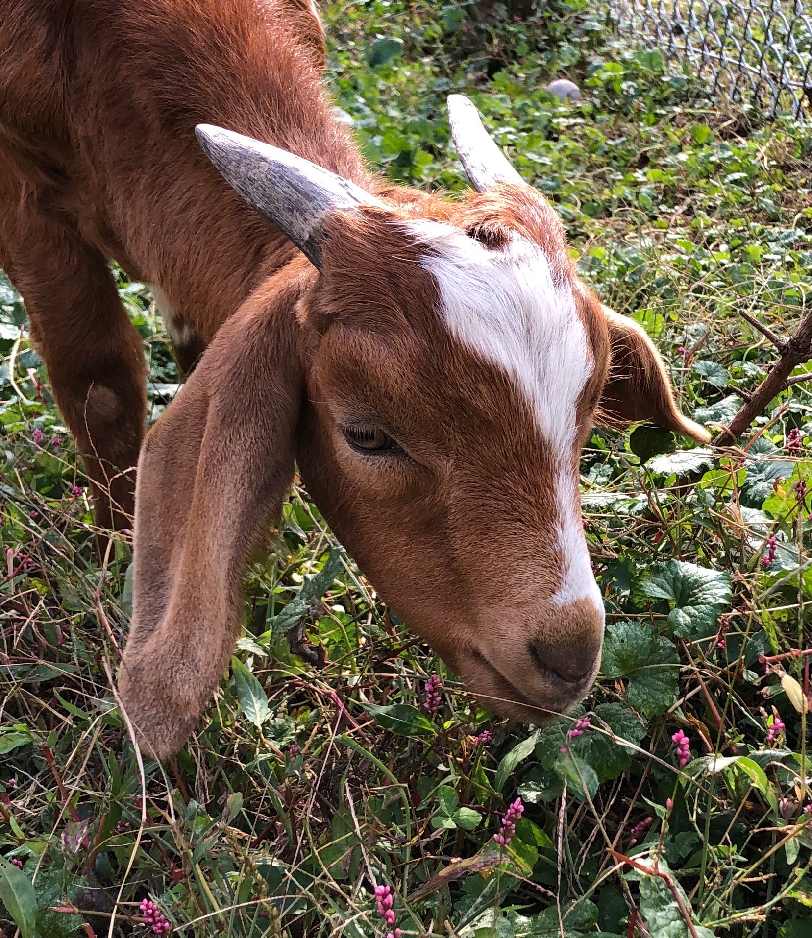 Homeless goats at Animal Rescue - pennlive.com
