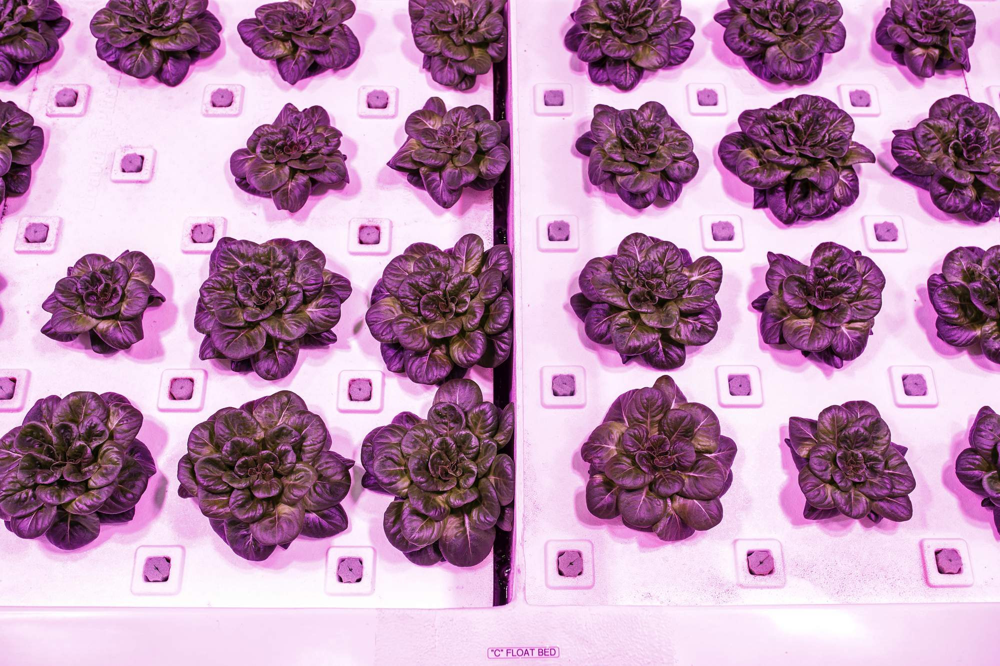Pa. school opens largest aquaponics facility in the country - pennlive.com