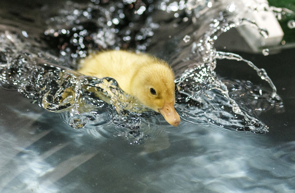 Baby chicks and duckling slide at the Pennsylvania Farm Show - pennlive.com