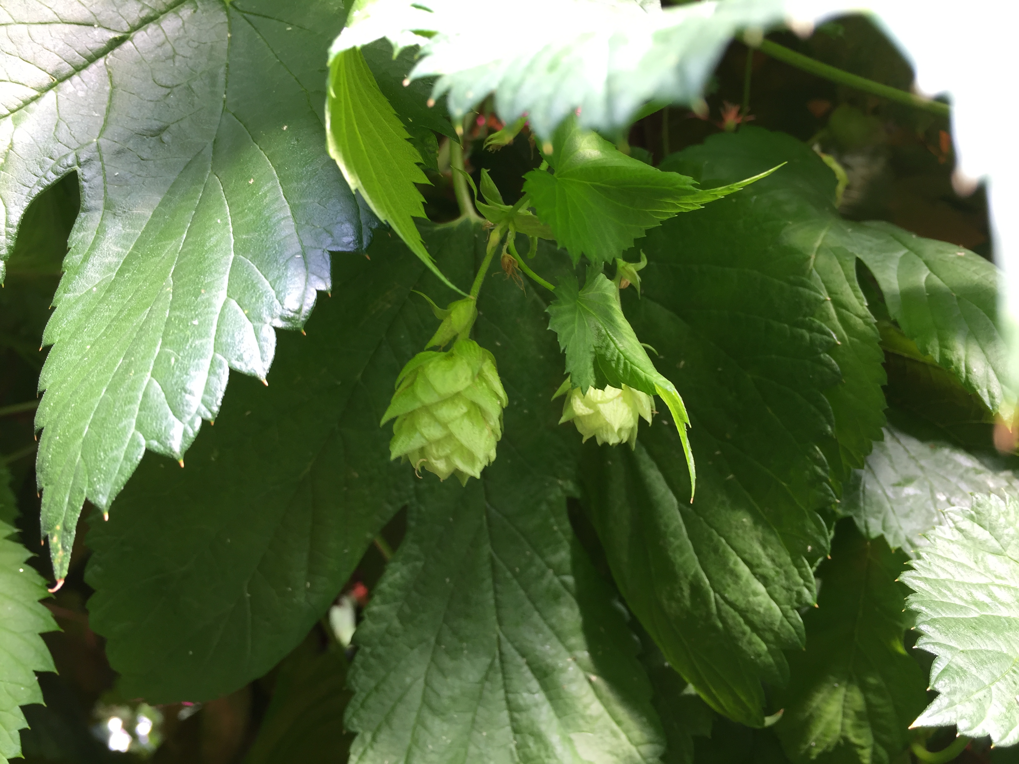 Hot House Brewing at Barone Gardens - syracuse.com