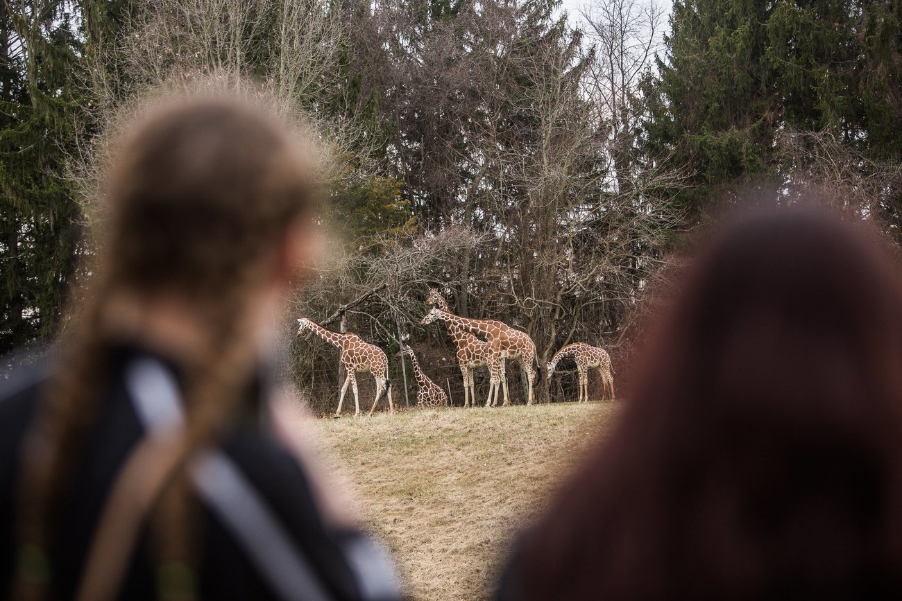 Binder Park Zoo opens for 2019 season - mlive.com