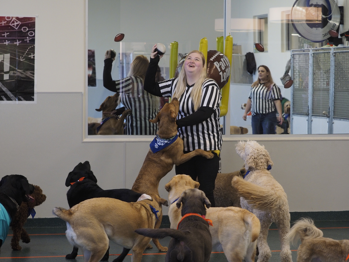 Game on! Best Friends 'Puppy Bowl' Team Ruff vs. Team Fluff hopes to ...