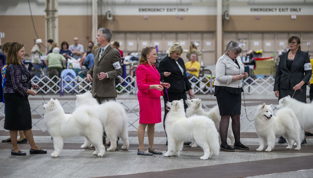 The 2019 Blue and Gray Cluster Dog Show in Harrisburg - pennlive.com