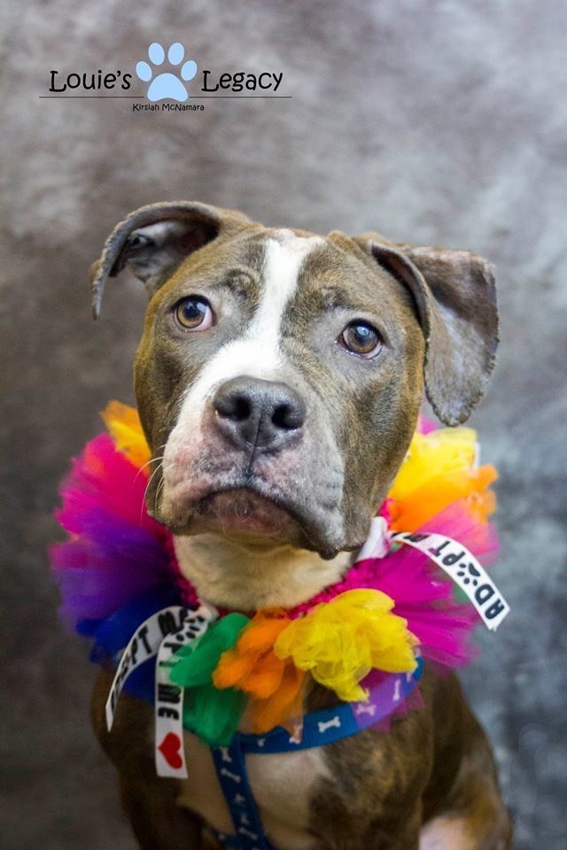 14 super cute rescue pets you can adopt this weekend on Staten Island ...