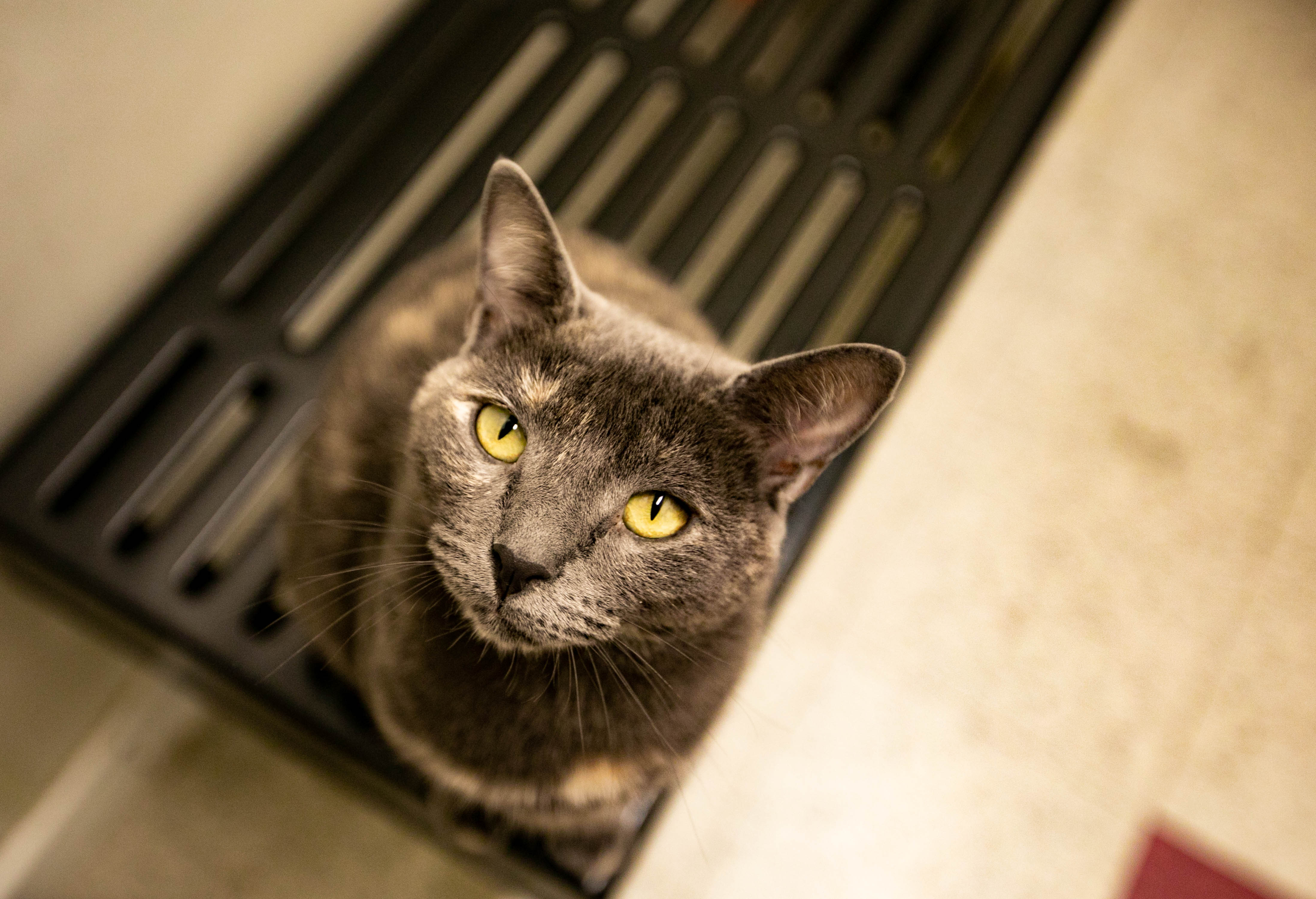 These furry friends at Bay County Animal Control need homes - mlive.com