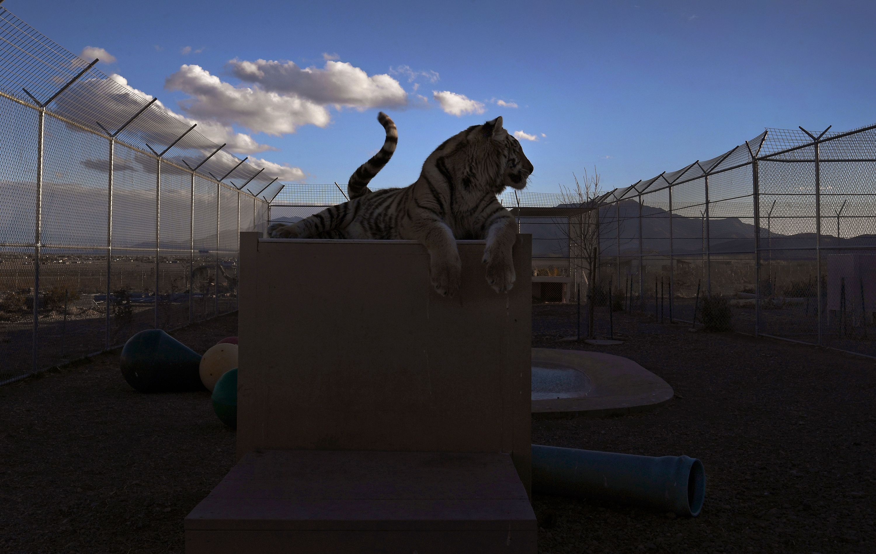 Tigers in America - oregonlive.com