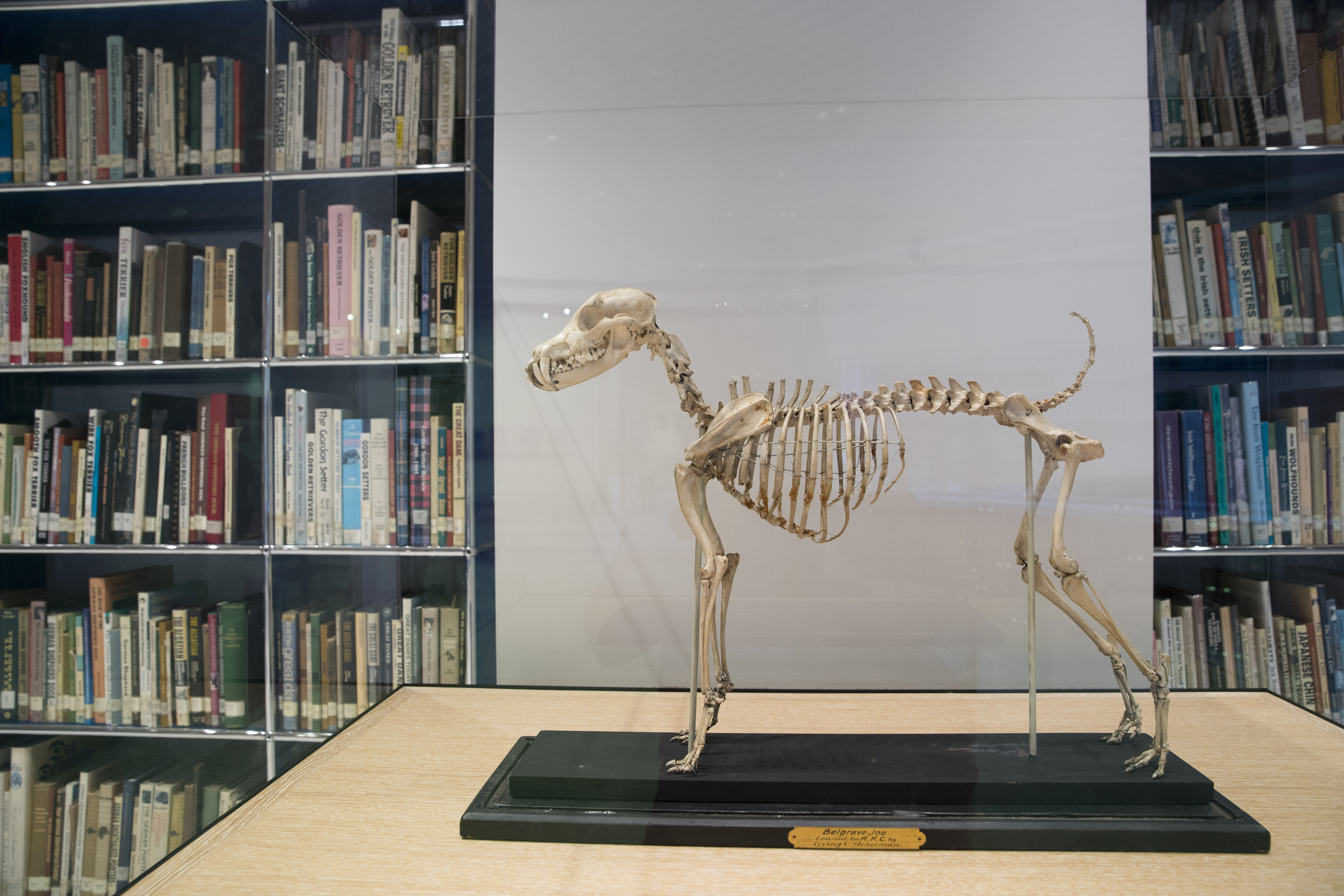Dog museum in New York - syracuse.com