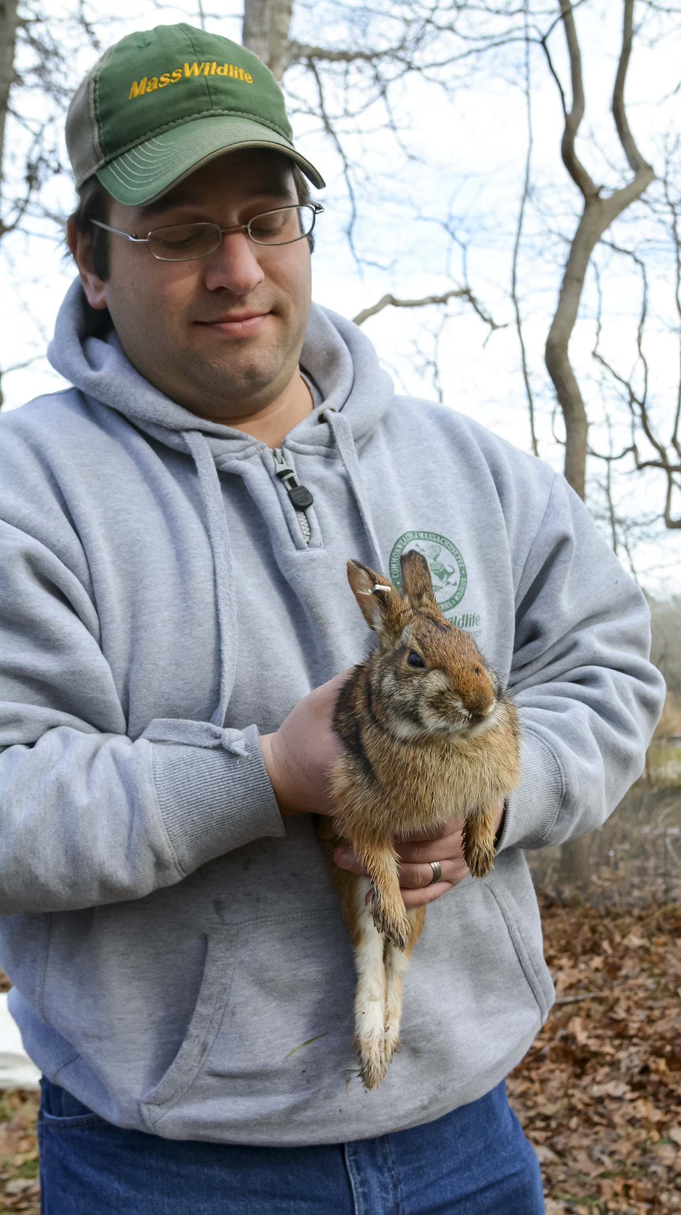 How conservationists are trying to save New England cottontails ...